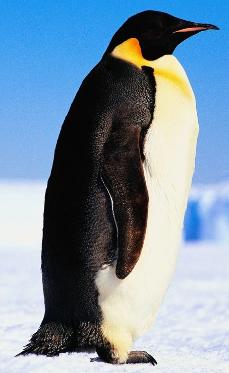 Penguin | Beast Wars Transformers Wiki | Fandom