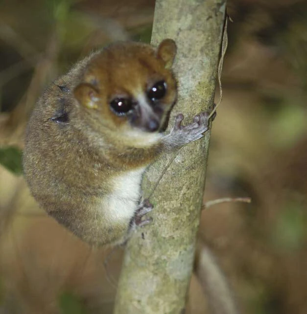 Arnhold's mouse lemur | Beast Wars Transformers Wiki | Fandom