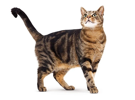 Cat | Beast Wars Transformers Wiki | Fandom