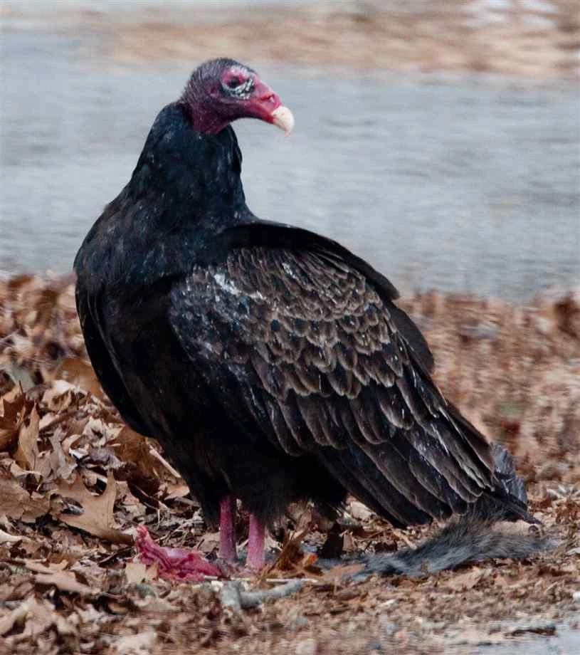 Turkey Vulture | Beast Wars Transformers Wiki | Fandom
