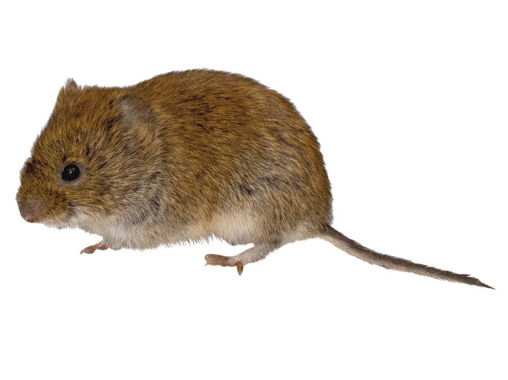 Vole | Beast Wars Transformers Wiki | Fandom