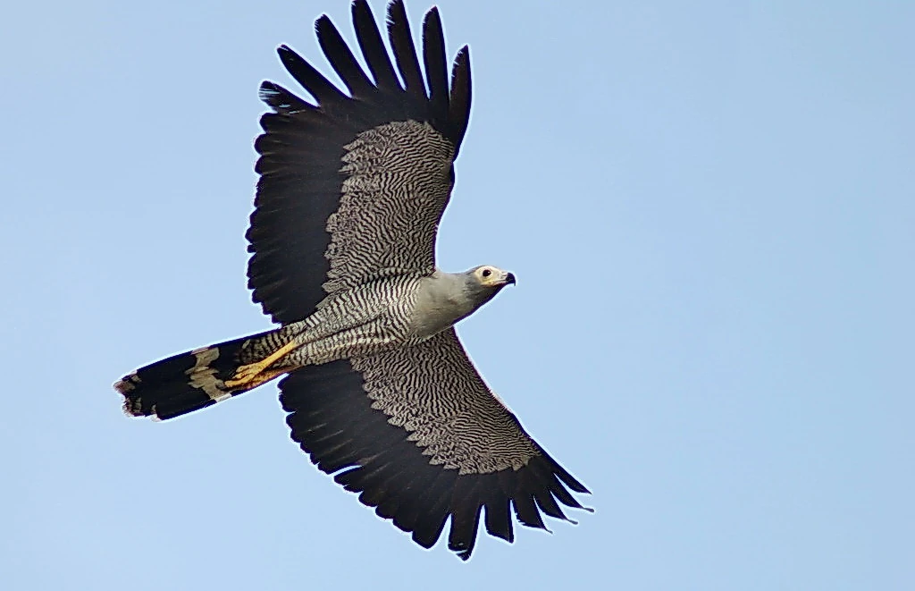 Madagascan harrier-hawk | Beast Wars Transformers Wiki | Fandom