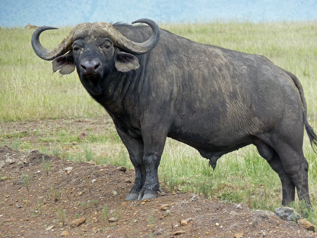 Cape Buffalo | Beast Wars Transformers Wiki | Fandom