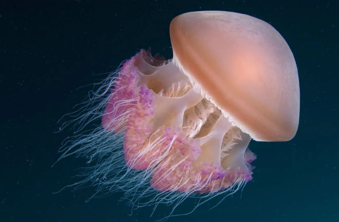 Jellyfish | Beast Wars Transformers Wiki | Fandom