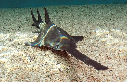 Sawfish | Beast Wars Transformers Wiki | Fandom