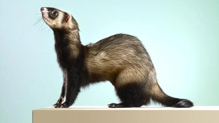 Ferret | Beast Wars Transformers Wiki | Fandom