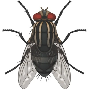 House Fly | Beast Wars Transformers Wiki | Fandom
