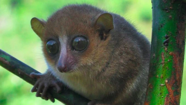 Gerp's mouse lemur | Beast Wars Transformers Wiki | Fandom