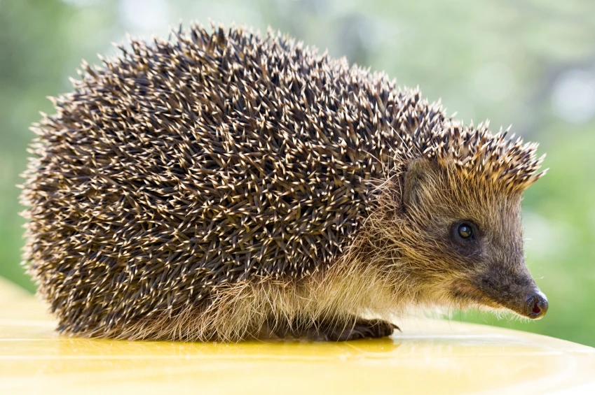 Hedgehog | Beast Wars Transformers Wiki | Fandom