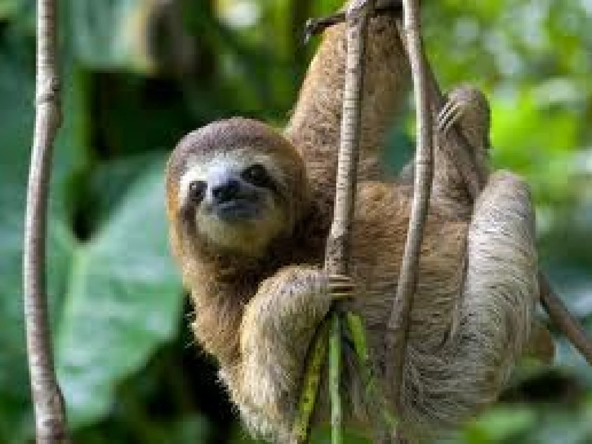 Three-Toed Sloth | Beast Wars Transformers Wiki | Fandom