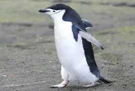 Chinstrap Penguin | Beast Wars Transformers Wiki | Fandom