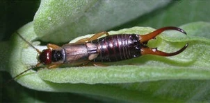 Earwig | Beast Wars Transformers Wiki | Fandom