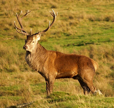 Red Deer | Beast Wars Transformers Wiki | Fandom