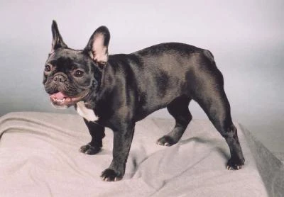 French Bulldog | Beast Wars Transformers Wiki | Fandom