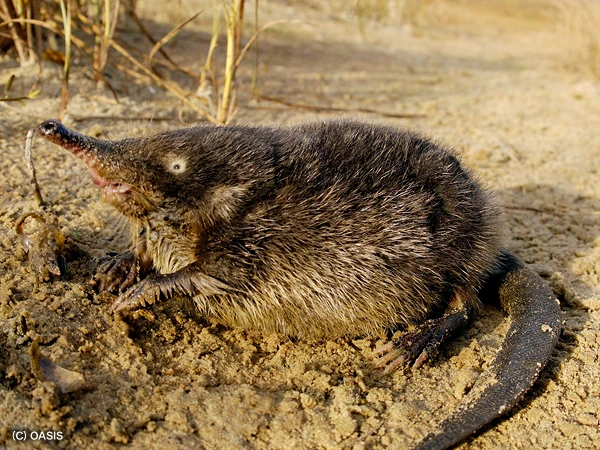 Desman | Beast Wars Transformers Wiki | Fandom