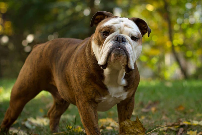 English Bulldog | Beast Wars Transformers Wiki | Fandom