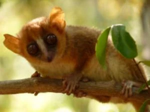 Northern rufous mouse lemur | Beast Wars Transformers Wiki | Fandom