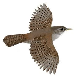 Wren | Beast Wars Transformers Wiki | Fandom