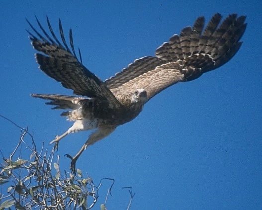 Malagasy harrier | Beast Wars Transformers Wiki | Fandom