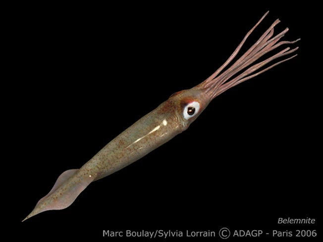 Belemnitida | Beast Wars Transformers Wiki | Fandom