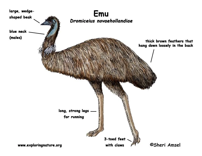 Emu | Beast Wars Transformers Wiki | Fandom