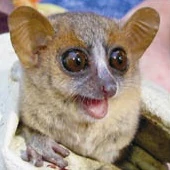 Danfoss' mouse lemur | Beast Wars Transformers Wiki | Fandom