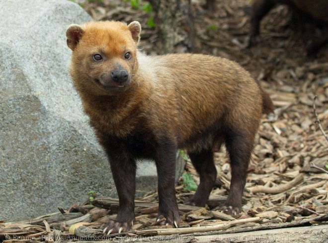 Bush Dog | Beast Wars Transformers Wiki | Fandom