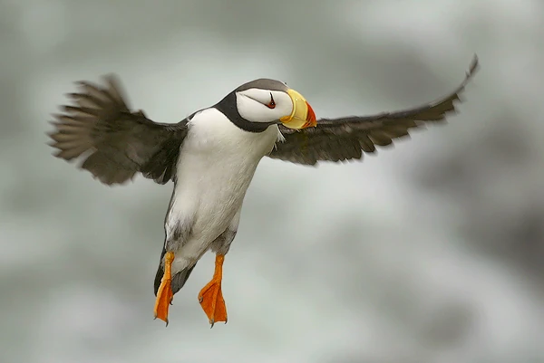 Horned Puffin | Beast Wars Transformers Wiki | Fandom