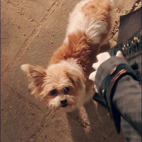 Gizmo | Beauty and the Beast 2017 Movie Wiki | Fandom