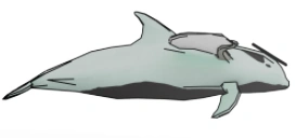 Whitestar Orca | Become A Deep Sea Explorer Wiki | Fandom
