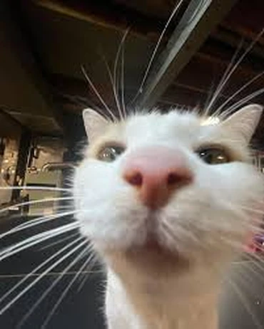 what do you think of milly cat | Fandom