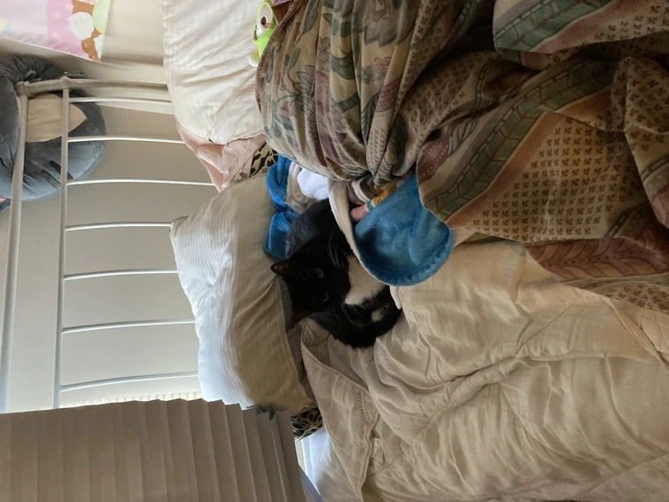 Daily Shadow - Day 73 | Fandom