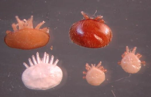 Varroa | Bee Free Wiki | Fandom