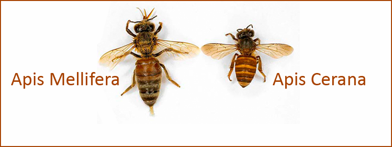 Apis cerana | Bee Free Wiki | Fandom Apis cerana | Bee Free Wiki | Fandom