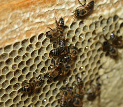 Apis mellifera capensis | Beekeeping Wiki | Fandom