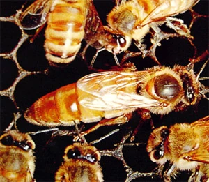 Queen bee | Beekeeping Wiki | Fandom