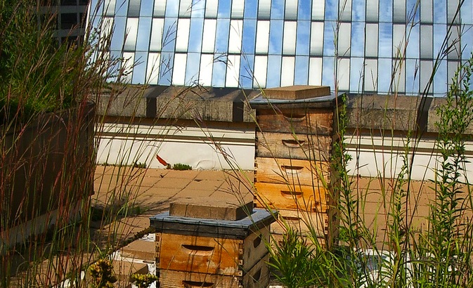 Urban beekeeping | Beekeeping Wiki | Fandom