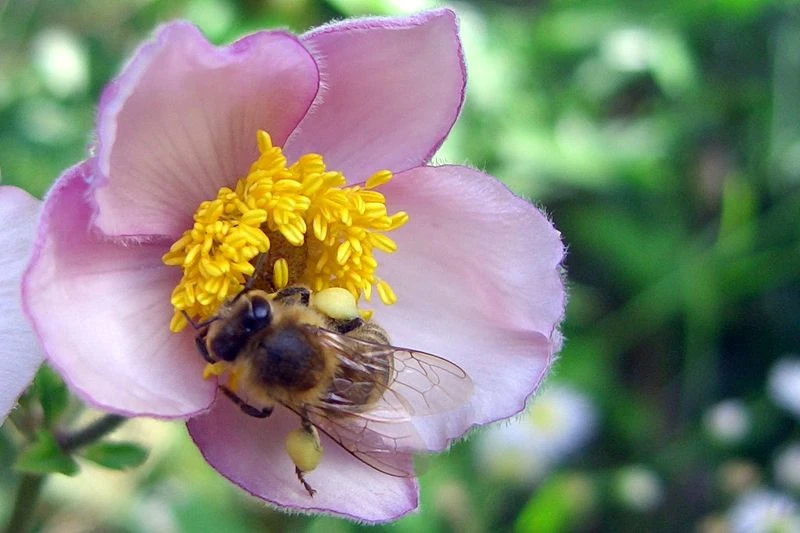 Category:Pollen | Beekeeping Wiki | Fandom