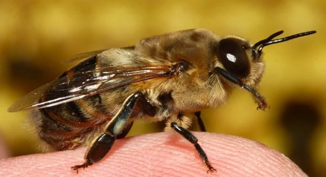 Portada | Apicultura Wiki | Fandom