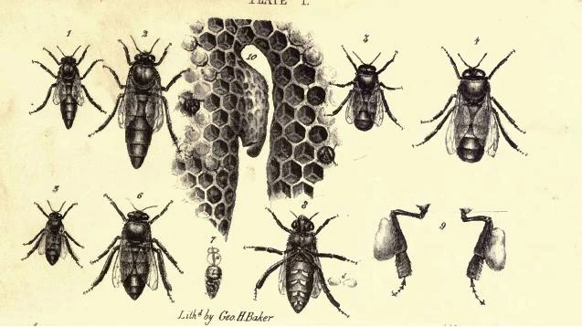 The bee-keeper's directory/The Honey Bee: Classification, Physiology ...