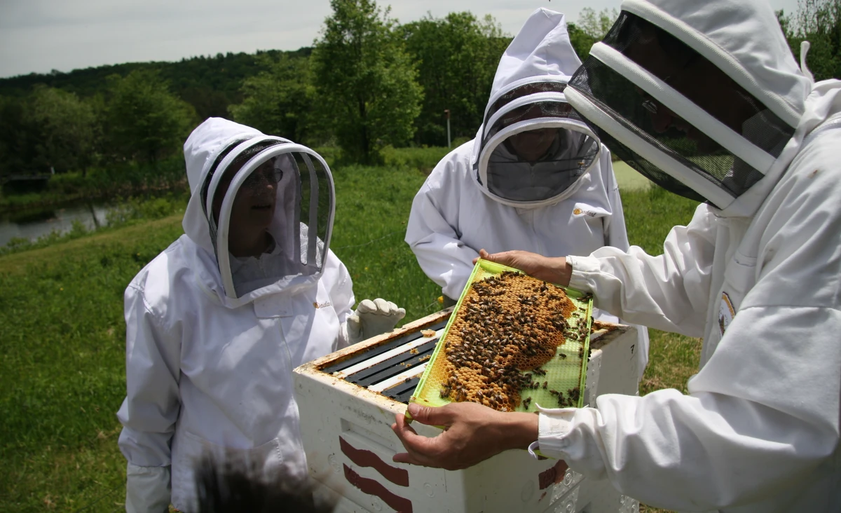 Portada | Apicultura Wiki | Fandom