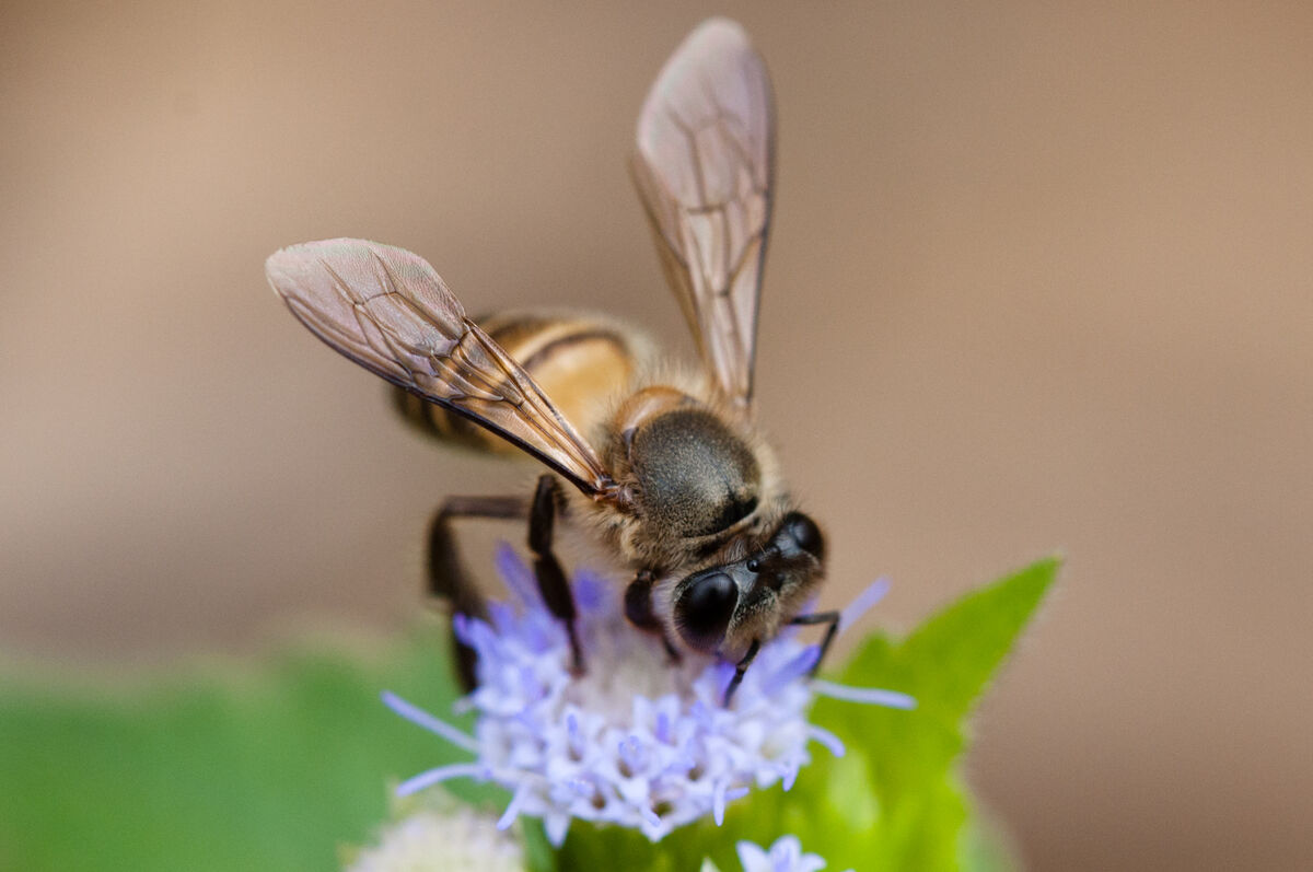 Apis cerana | Beekeeping Wiki | Fandom Apis cerana | Beekeeping Wiki | Fandom