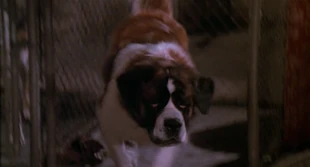 Beethoven (character) | Beethoven Wiki | Fandom