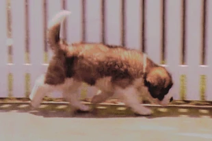 Beethoven (character) | Beethoven Wiki | Fandom