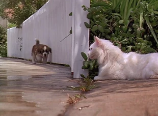 Beethoven (character) | Beethoven Wiki | Fandom