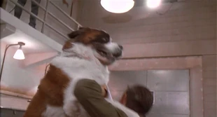 Beethoven (character) | Beethoven Wiki | Fandom
