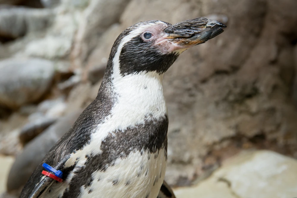 Lady Penguin | Beetlejuice's Jamming Adventures Wiki | Fandom