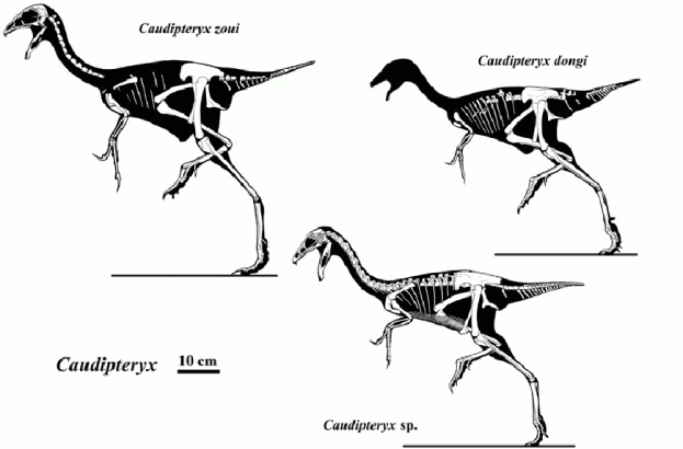 Caudipteryx | Prehistory Wiki | Fandom