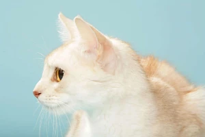 Dawnpelt | Beginnings of the Clans Wikia | Fandom