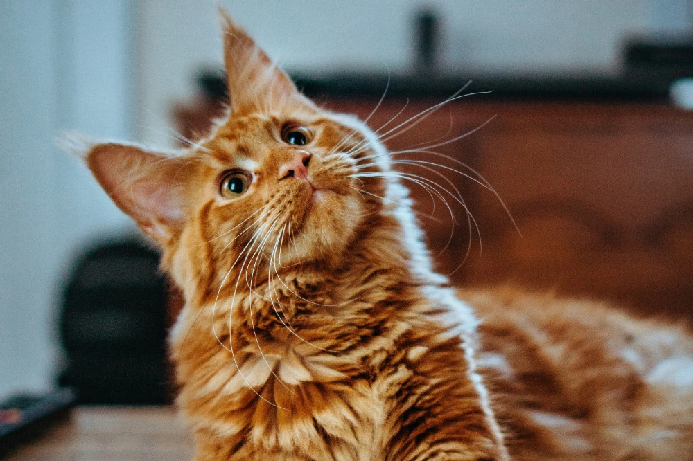 Thunderkit | Beginnings of the Clans Wikia | Fandom